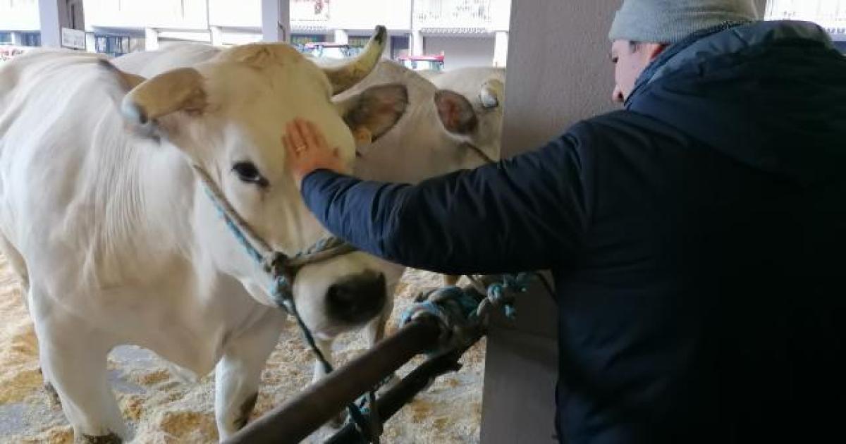 Fiera Bue Grasso, Bergesio (Lega): “Tuteliamo la carne di razza ...