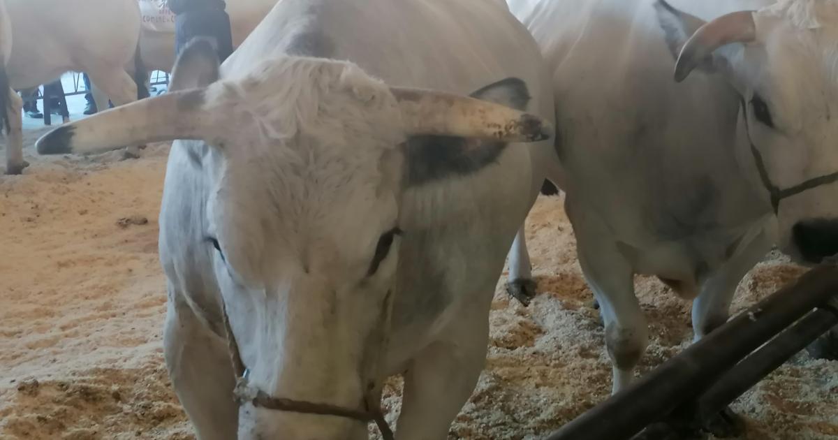 VIDEO - 1.457 kg: il Bue Grasso più pesante della Fiera del Bue Grasso ...