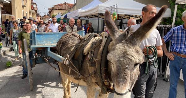 Monastero: il programma della Fiera “Un Asino per Amico” - La Provincia ...