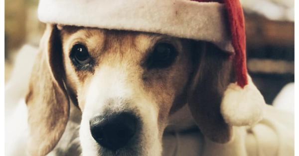 Dogliani piange George, il beagle da 92.000 contatti su Facebook - La ...